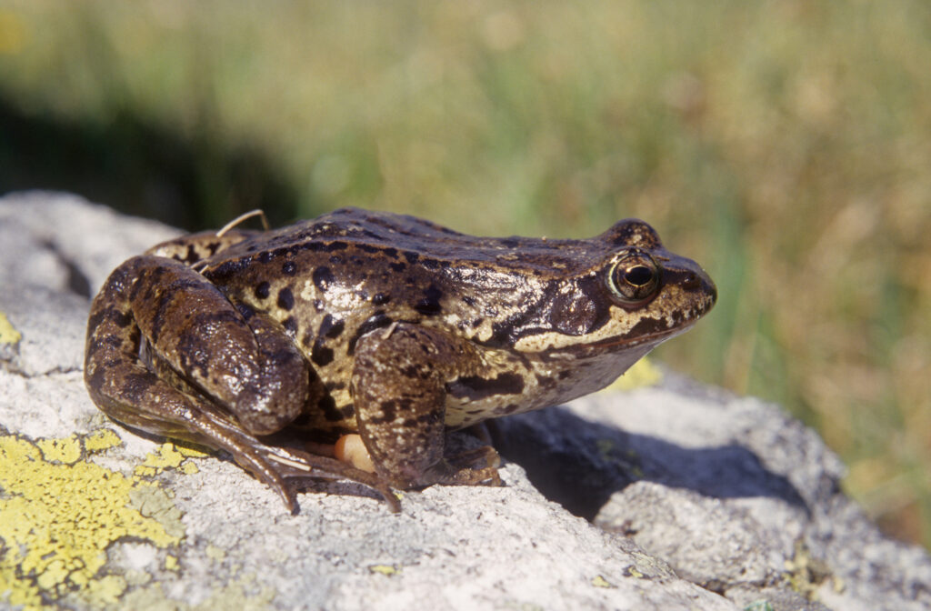 Regional offices - Oikos